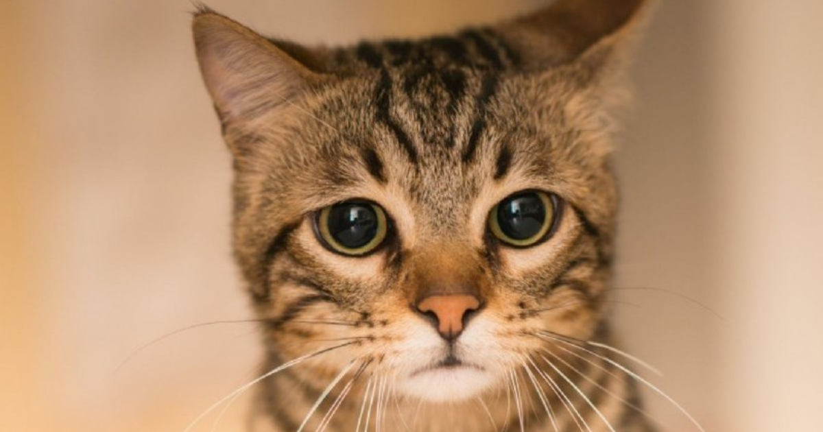 ¿Qué es el sida felino?: todo lo que debes saber | El Popular
