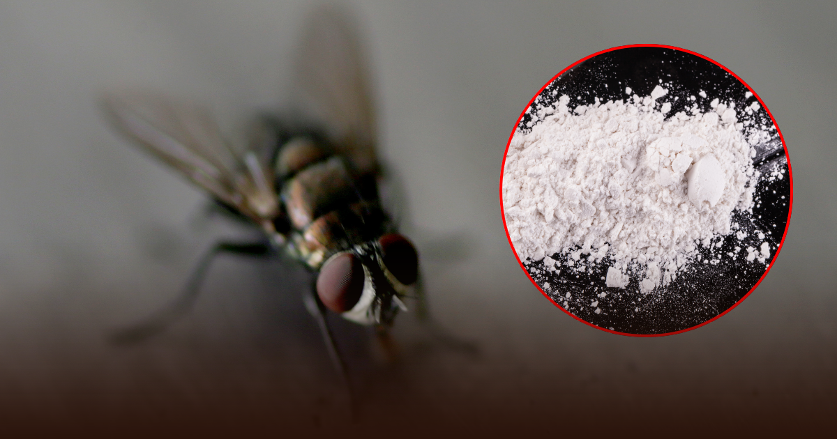 Las moscas podrían ser la respuesta ante la adicción a la cocaína ...