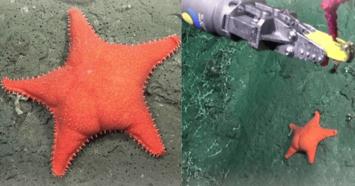 Científicos descubren estrella de mar con forma inusual durante ...