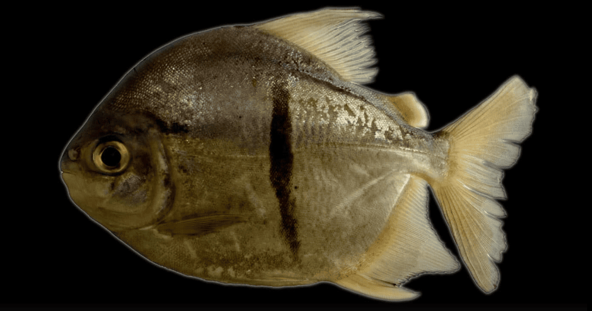 Myloplus sauron, el pez con dientes humanos del Amazonas que ...