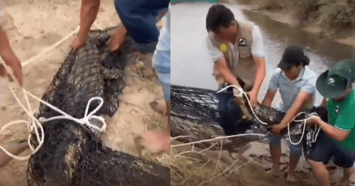 Cocodrilo de 3 metros fue hallado en un criadero en Tumbes: la especie ...