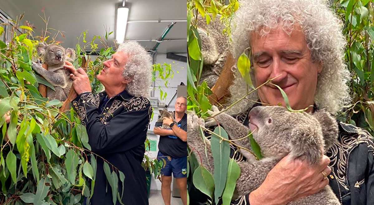 Queen | Brian May tocó una canción a koala rescatado del incendio en ...