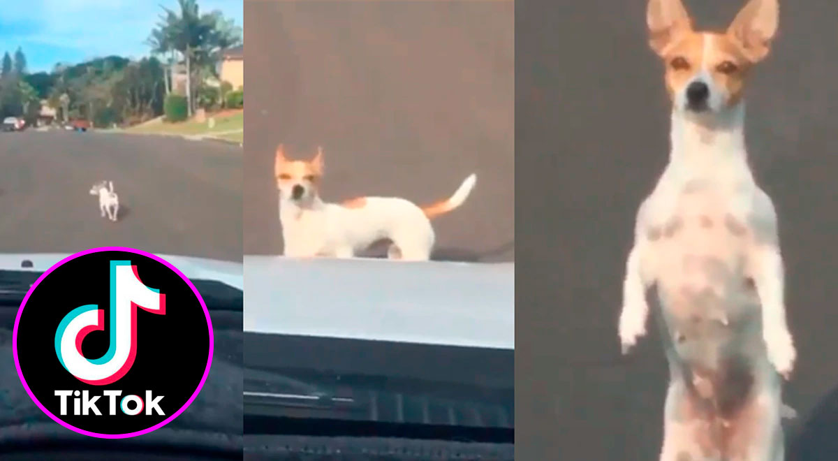Tik Tok viral: Perro desafía con la mirada a conductor que lo apresuró ...