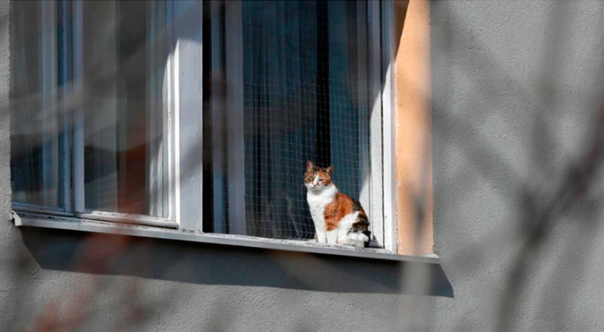 Coronavirus | Bélgica | Gato da positivo al COVID 19 | El Popular