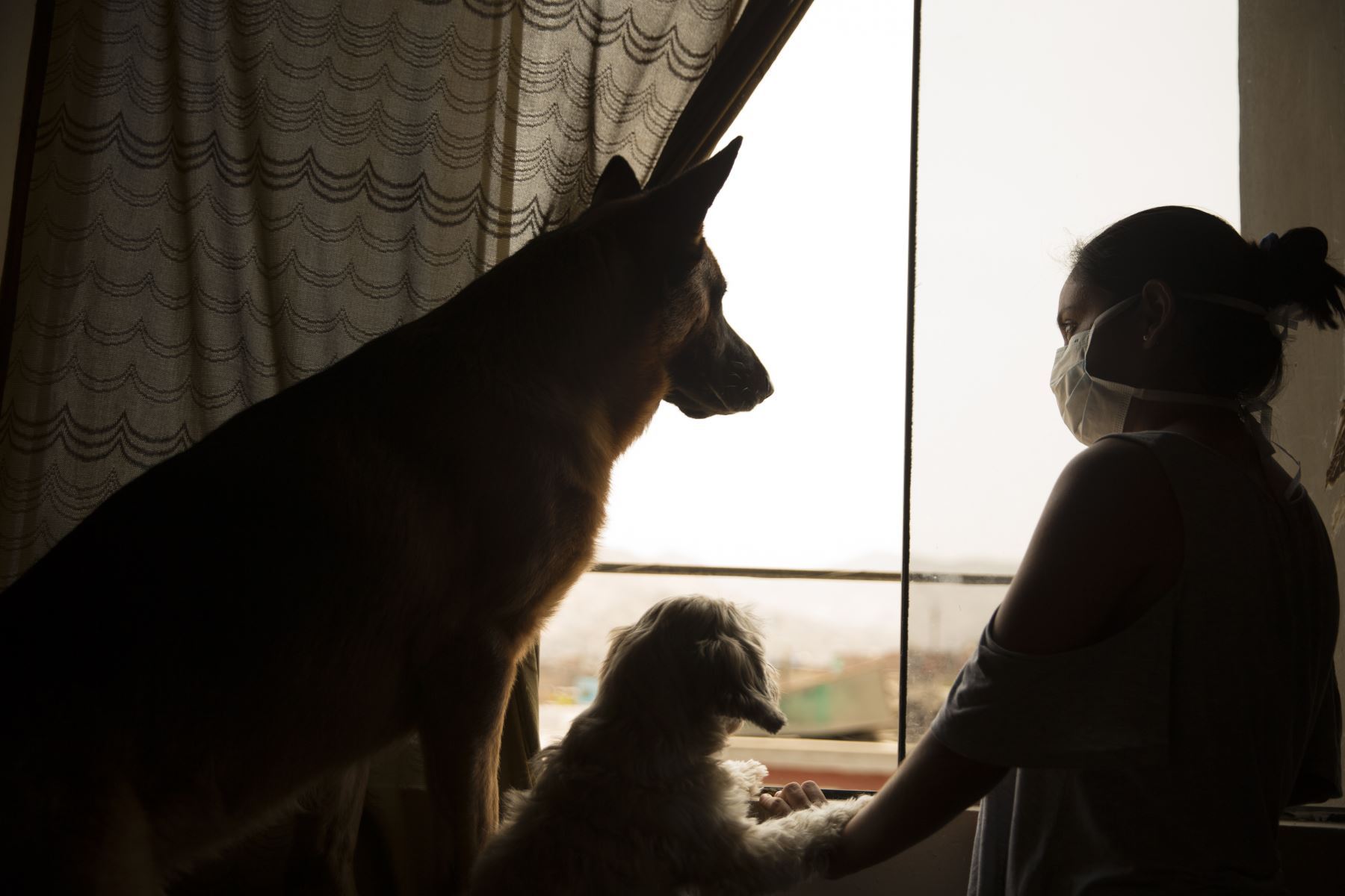 ¿Cómo les afecta la cuarentena a nuestras mascotas? | cuarentena ...