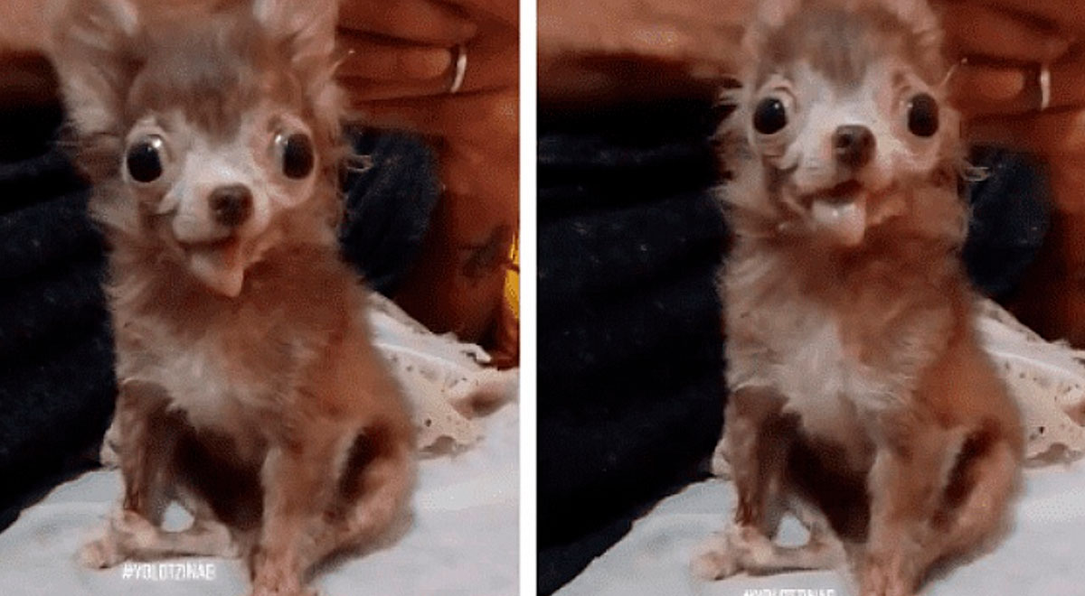 Tik Tok video: el perro más tierno de las redes sociales se gana el ...