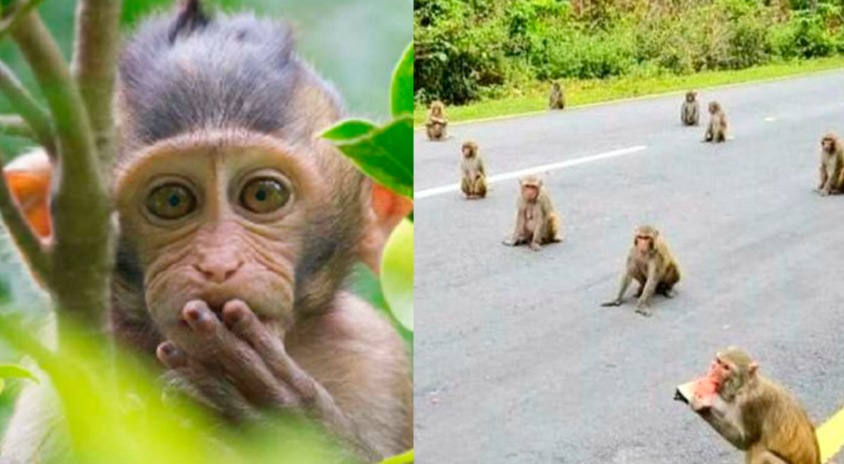 Twitter: Fotografía viral muestra como monos mantienen su ...