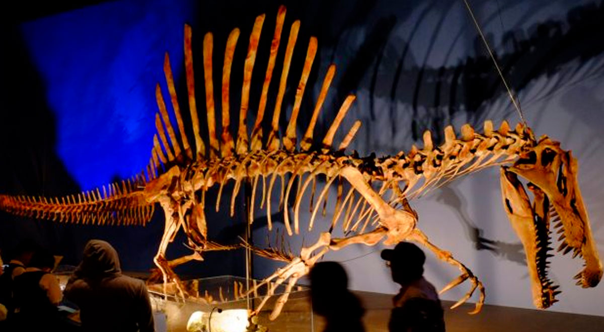 National Geographic: Revelan que el spinosaurus era un animal acuático ...