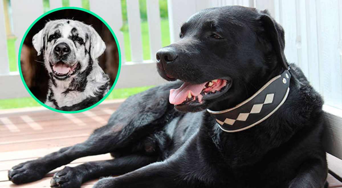 Facebook viral: Perro con vitiligio que cambia de color conmociona las ...