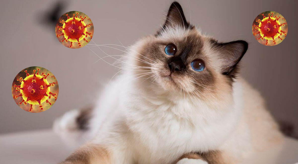 OMS señala que gatos son una de las especies más susceptibles al ...