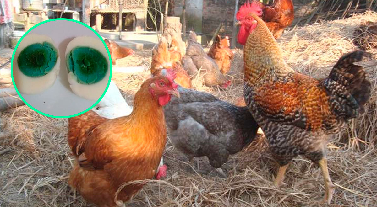 Facebook viral: Gallina pone huevos con la yema verde y sorprende a más ...