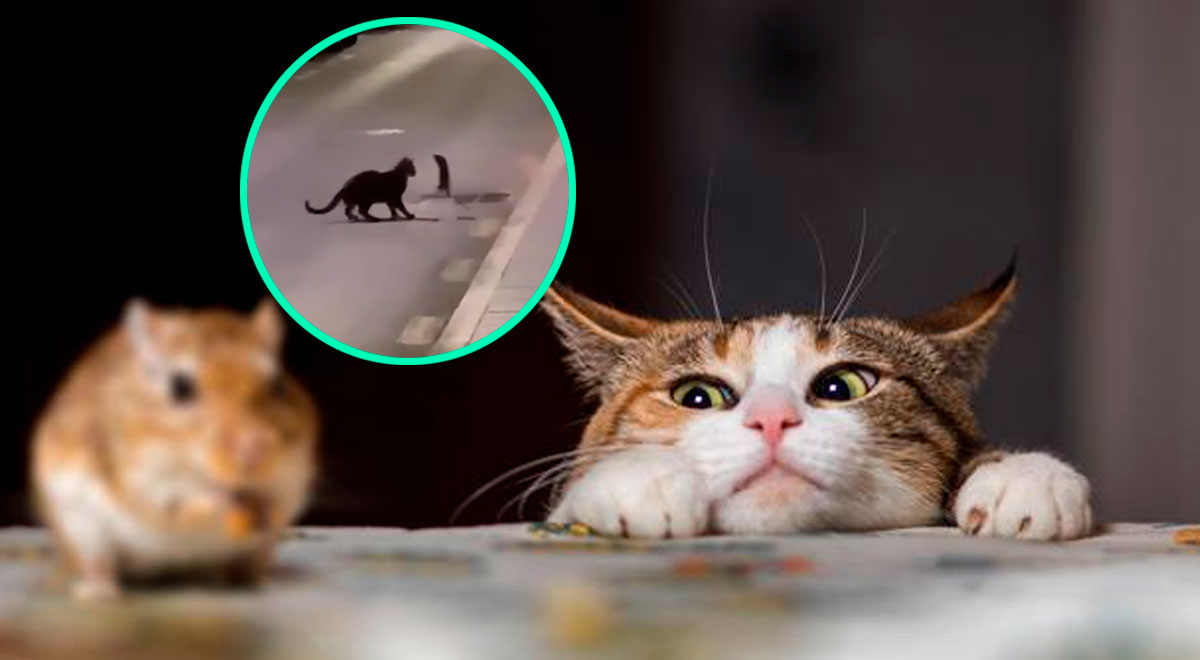 Facebook viral: Una rata se enfrenta a un gato y video sorprende a ...