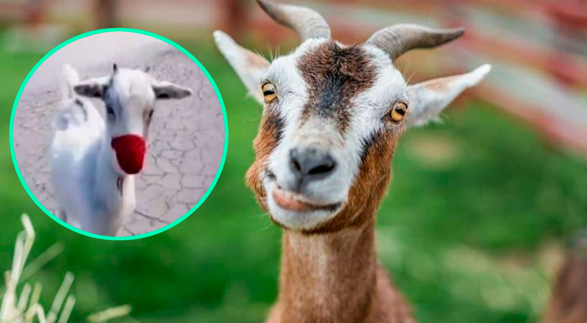 Huánuco: La tierna cabrita que utiliza tapaboca para protegerse del ...