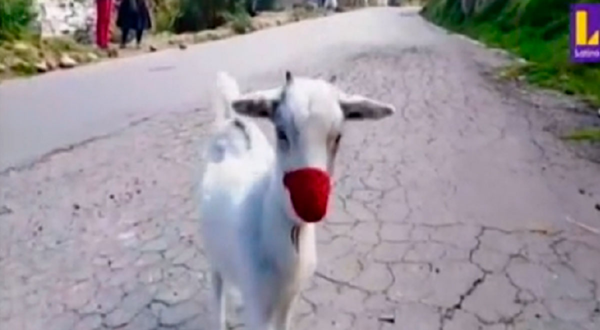 Huánuco: La tierna cabrita que utiliza tapaboca para protegerse del ...
