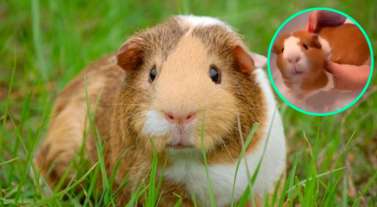 TikTok viral: Joven quiso bañar a su cuy y el animal tuvo curiosa ...