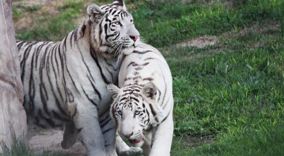 Cuarentena: Animales de zoológicos se quedarían sin alimentos por falta ...