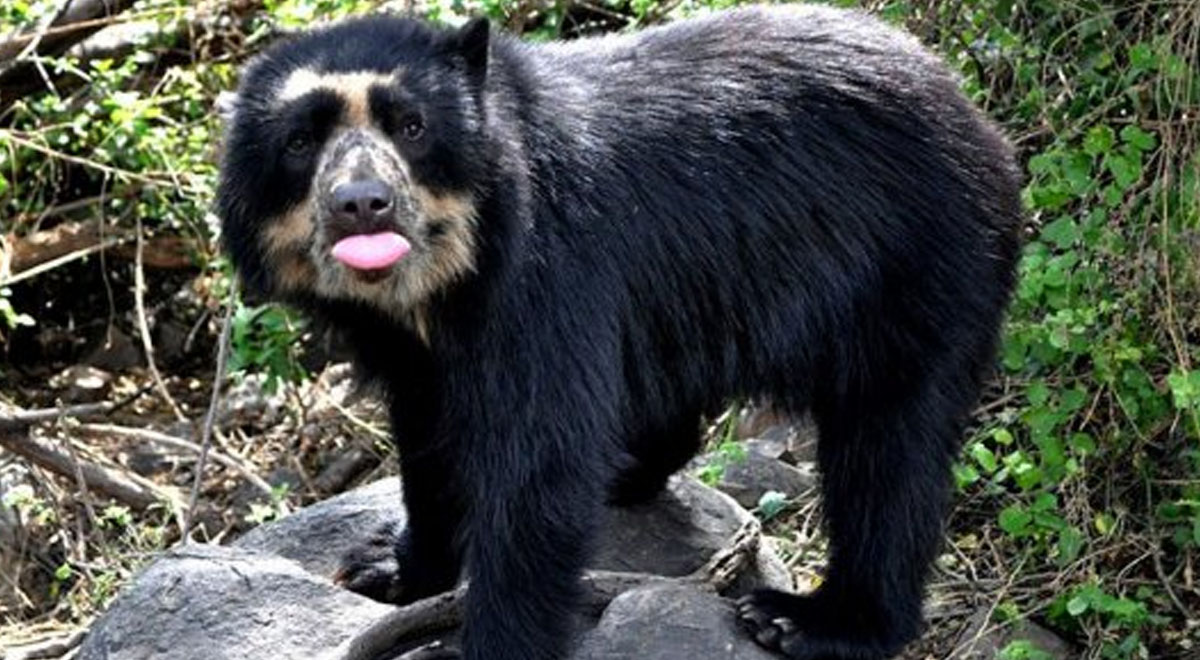 Aprendo en casa, semana 10 actividades: Oso de anteojos en peligro de ...