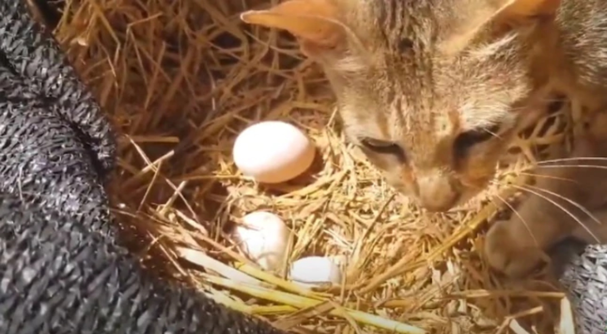 YouTube Viral: Gatito 'empolla' huevos y los cuida como si fuesen sus ...
