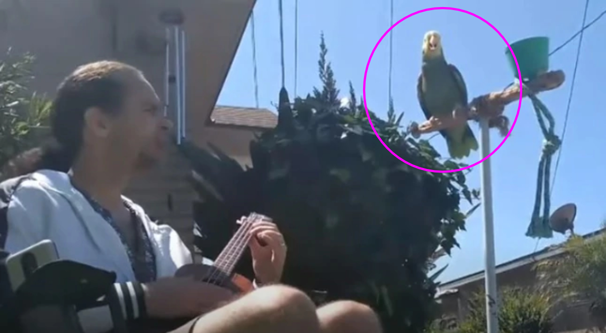 Facebook viral: Lorito canta a dúo con su dueño y cautiva a miles con ...