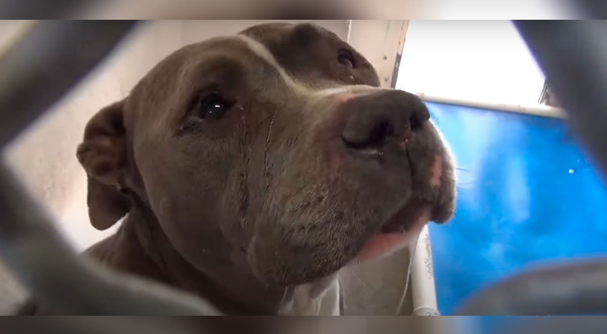 Video viral: Perrito llorando al ser abandonado por su familia en un ...