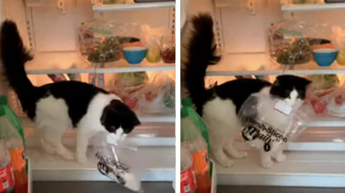 YouTube viral: Gato se ‘roba’ comida de la refrigeradora y es ...