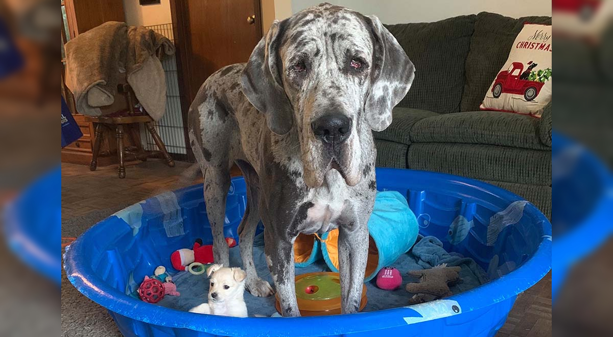 YouTube Viral: Chihuahua se convierte en el perro guía de un gran danés ...