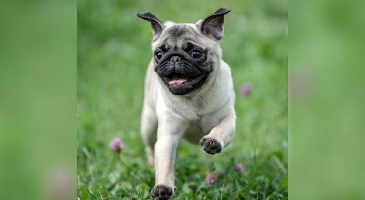 YouTube viral: La divertida reacción de un perro al conocer a los ...