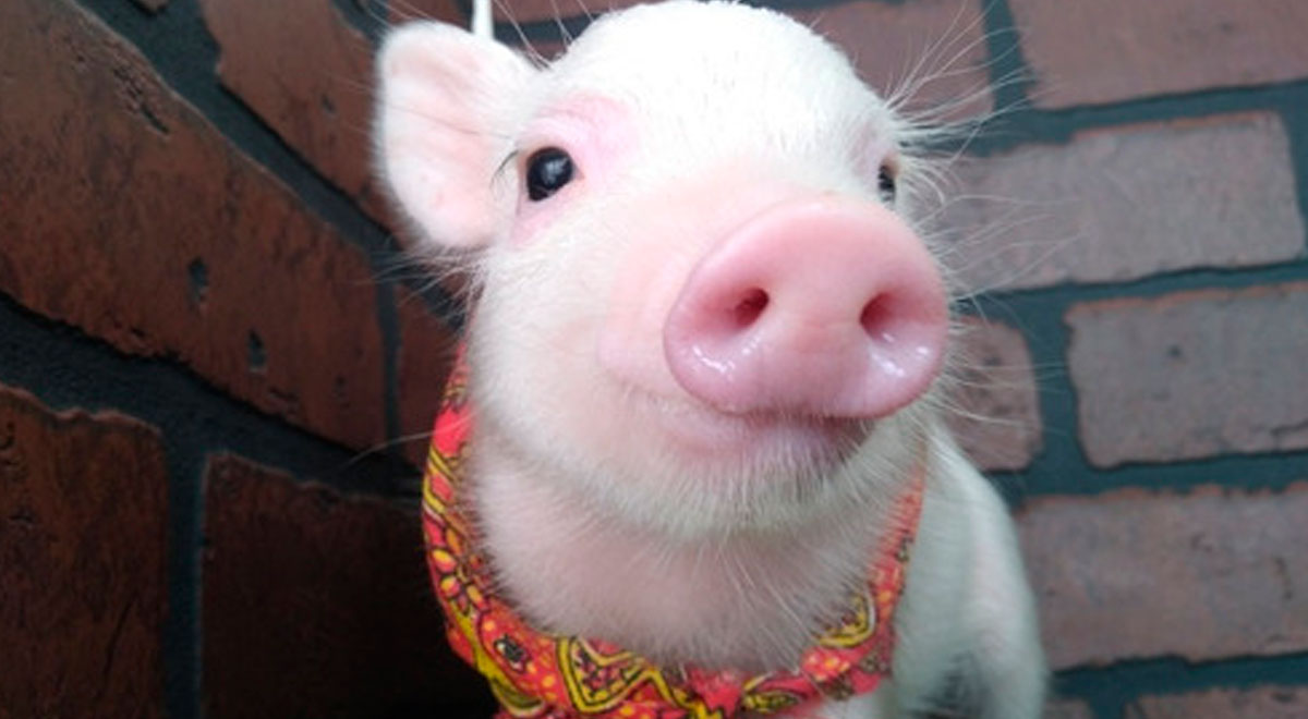 YouTube viral: Cerdito fue criado junto a gatos y ahora piensa que es ...