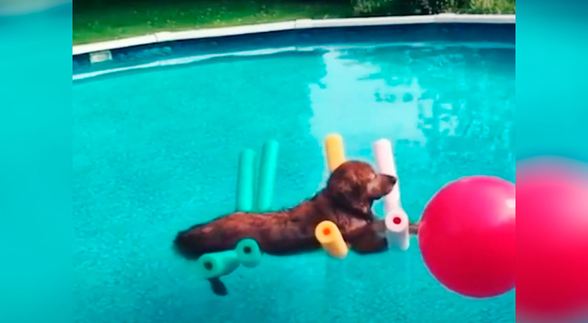 YouTube viral: Perrito flotando en una piscina muy relajado cautiva a ...