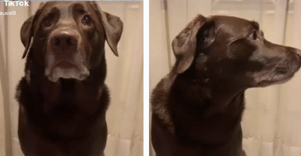 Tik Tok viral: Perro ignora el llamado de atención de su dueña y se ...