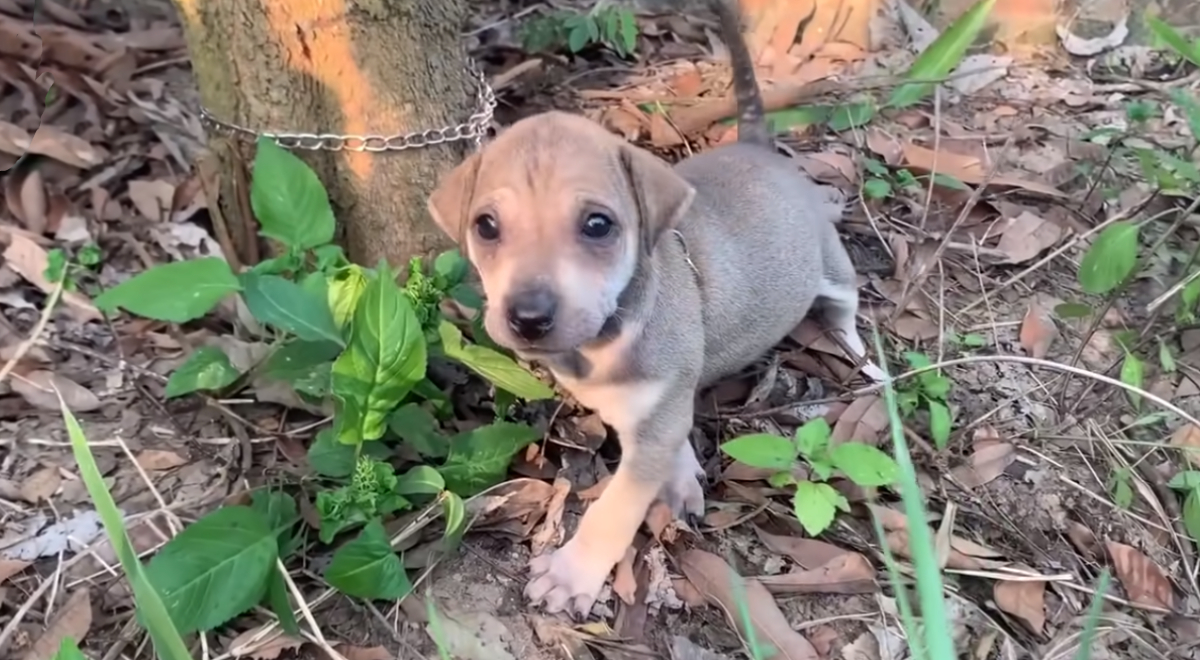 YouTube Viral: Perrito es encontrado encadenado a un árbol en medio de ...