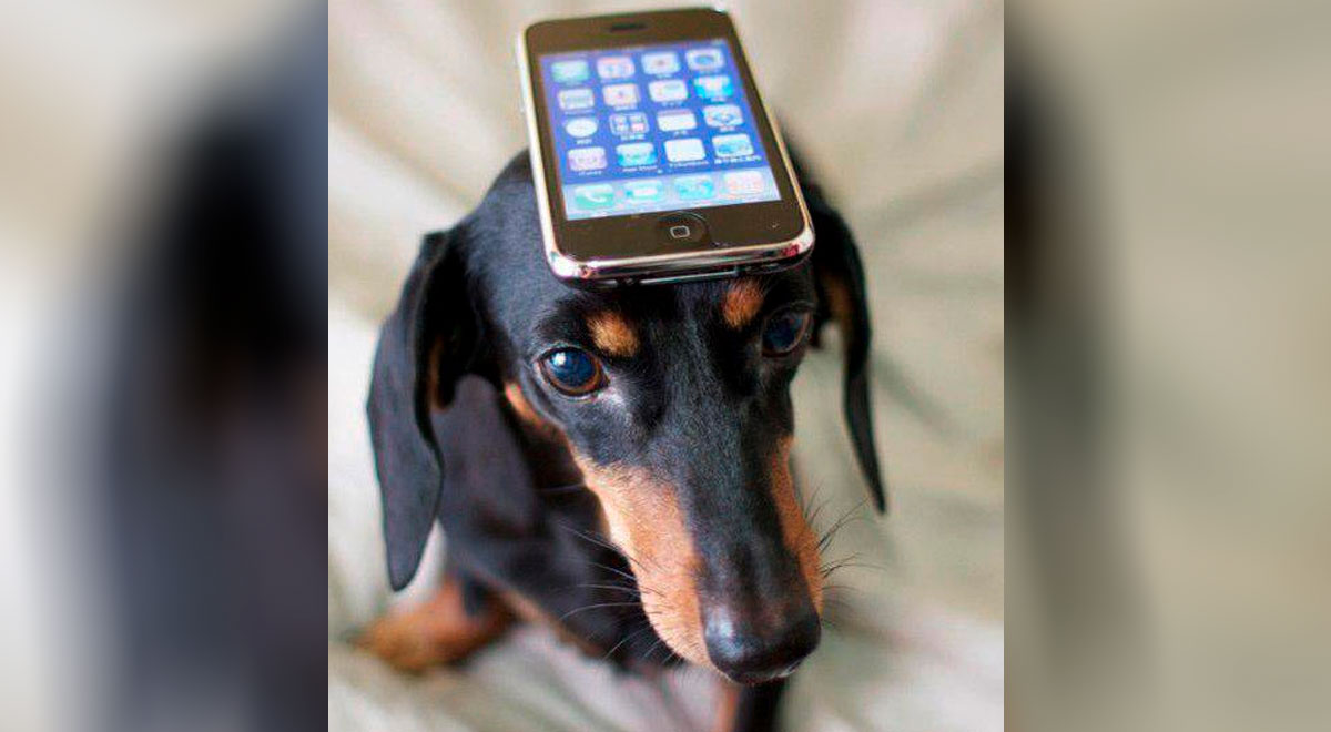 YouTube viral: Perro aprendió a contestar el teléfono de sus dueños y ...