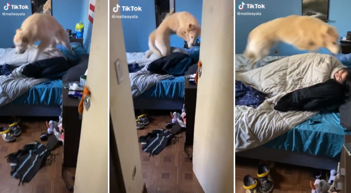 TikTok Viral: Perro causa furor en Tik Tok con divertida forma en que despierta a su dueña todos ...