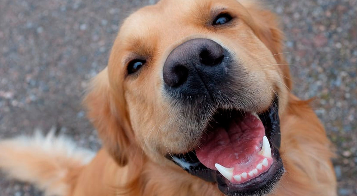 YouTube viral: Perrito “sonriendo” mientras lo acarician cautiva las ...