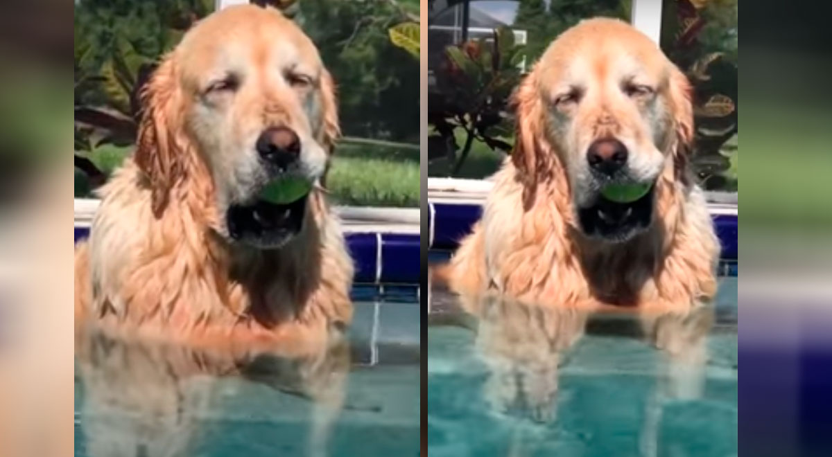 YouTube viral: Perrito se queda dormido de tanto jugar en la piscina y ...