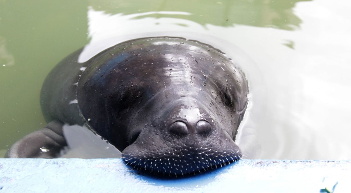 Animales: Aprendamos sobre los manatíes | Zac Efron | animales ...