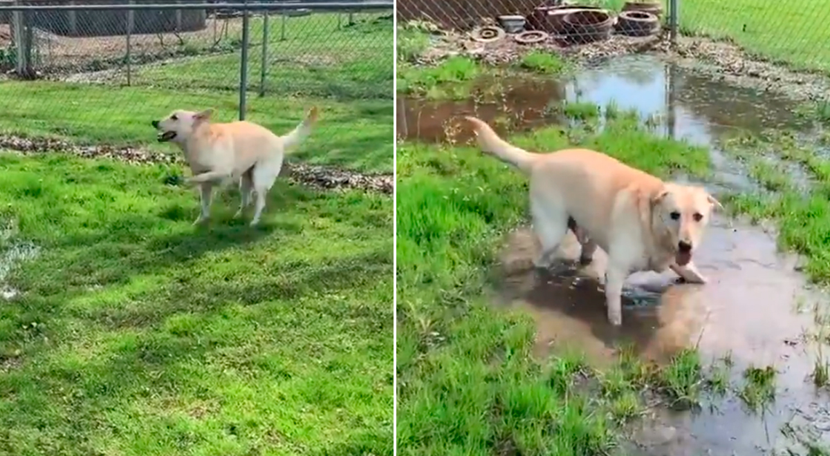 Twitter viral: Perro ciego protagoniza conmovedora escena al descubrir ...