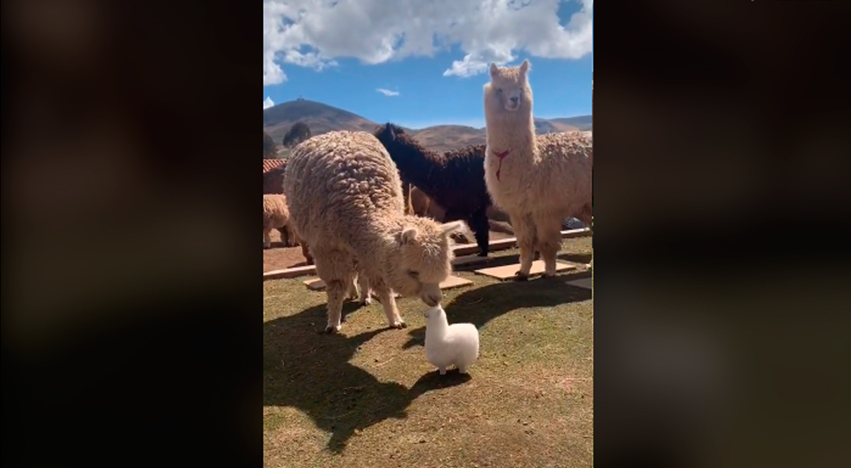 TikTok viral: Alpacas causan sensación en redes sociales | Día Nacional ...