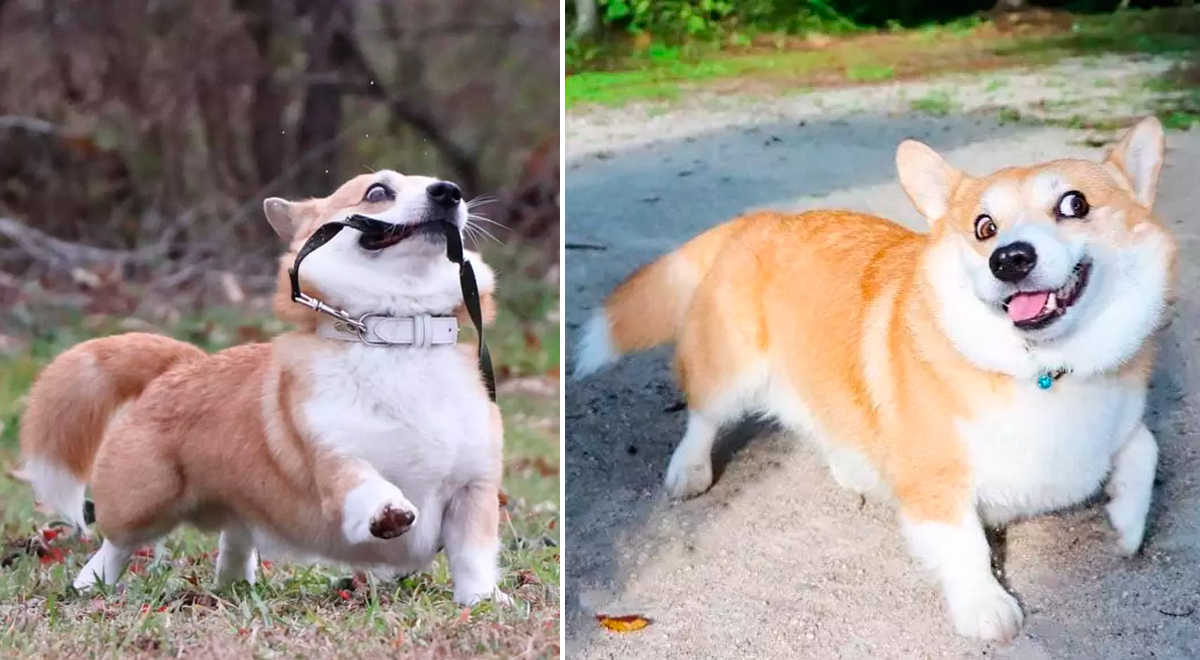 Instagram viral: Conoce a Gensaku perrito de raza corgi que tiene las ...