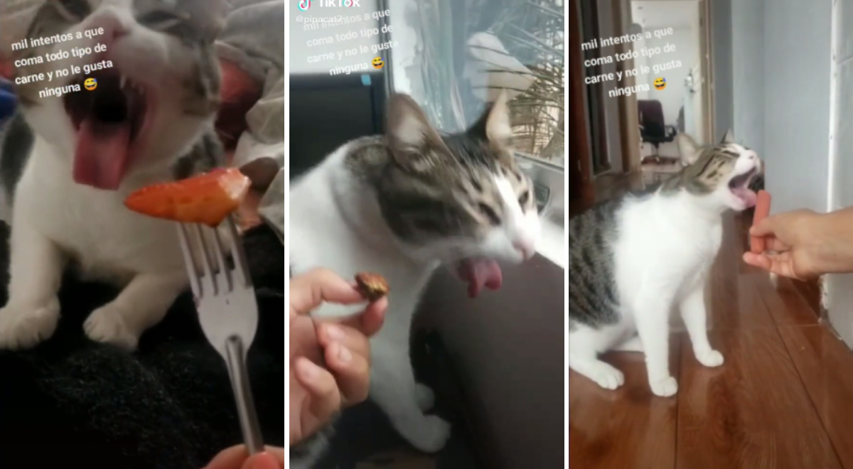 TikTok Viral: Gato vegano tiene arcadas cada vez que huele algún tipo ...
