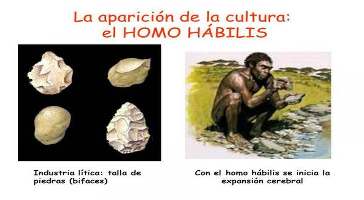 Aprende sobre la evolución del hombre: Homo habilis | historia ...