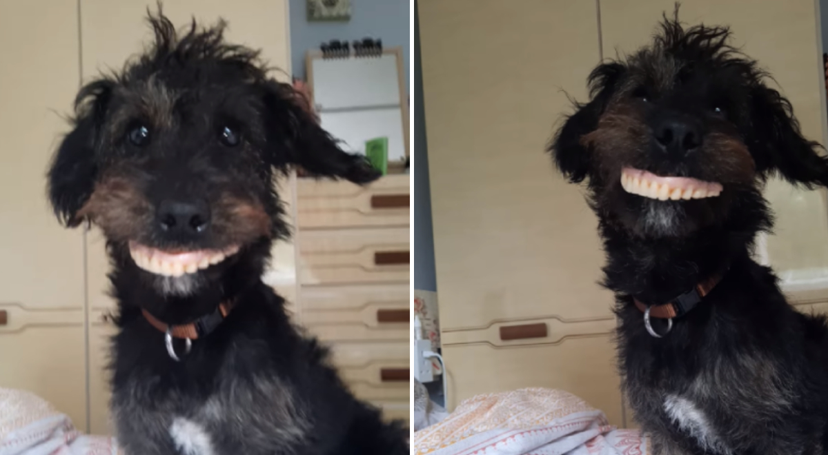 Facebook viral: Perrito se 'roba' la dentadura postiza de su dueña y su ...