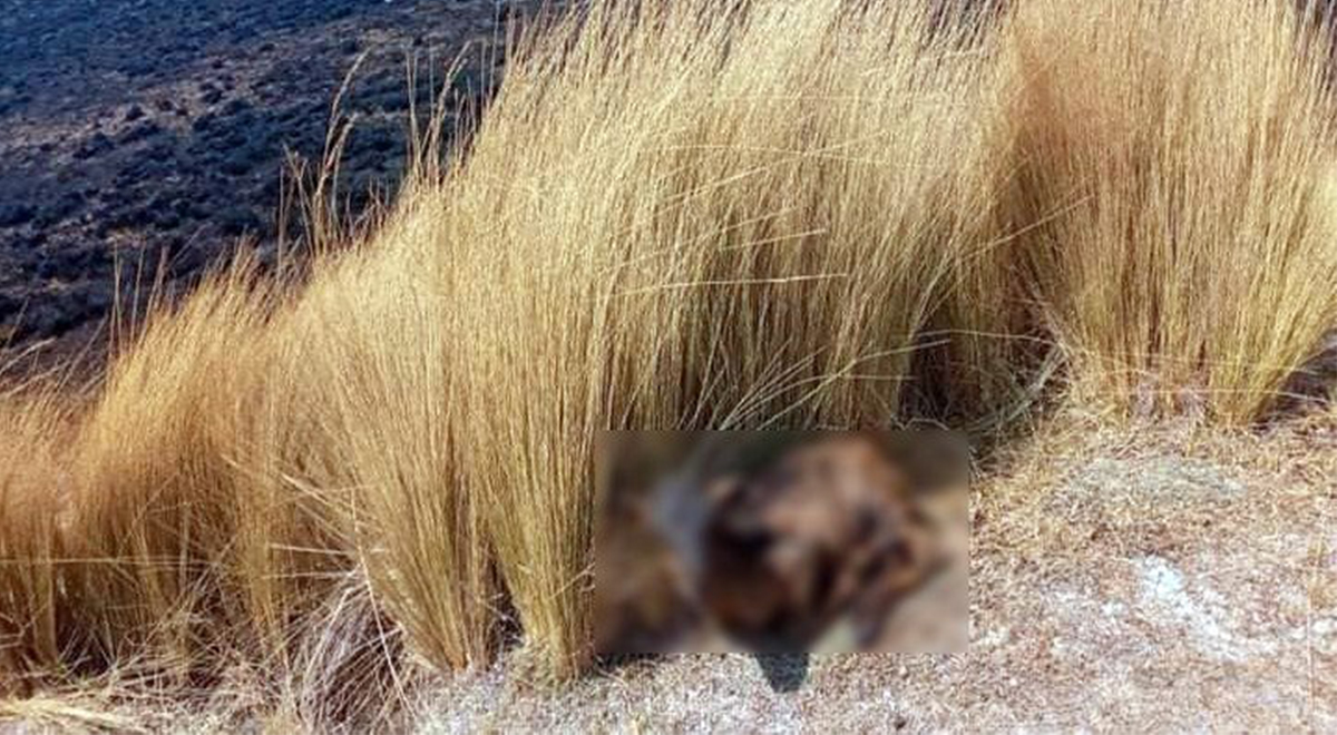 Cusco: Incendio forestal devoró cerca de 70 hectáreas de pastizales y ...