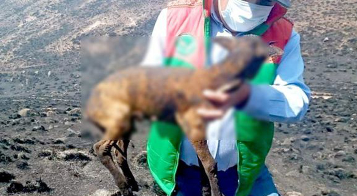 Cusco: Incendio forestal devoró cerca de 70 hectáreas de pastizales y ...