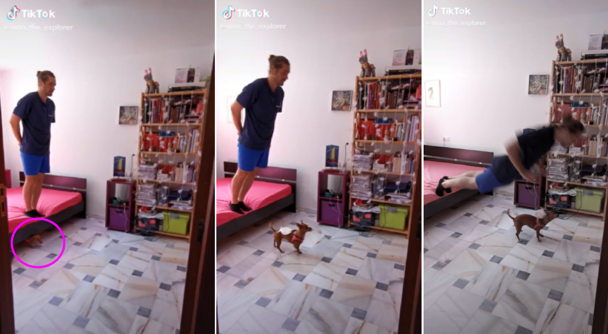TikTok Viral: Joven intenta hacer reto viral de Tik Tok y termina aplastando a su chihuahua ...