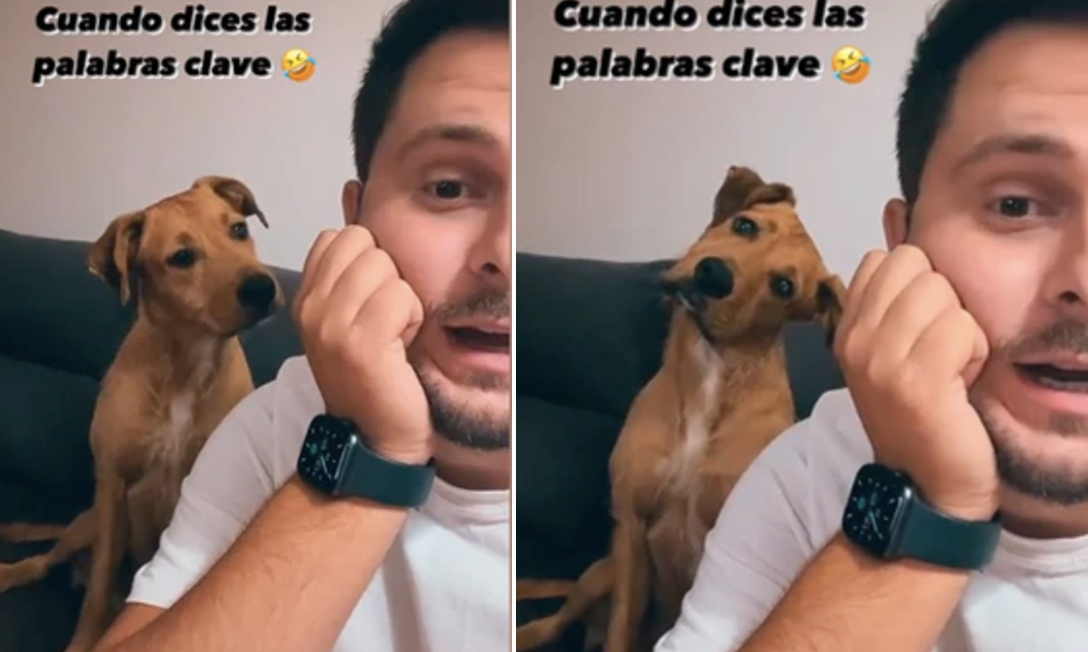 Tik Tok viral: Perro tiene cómica reacción cuando oye a su dueño decir ...