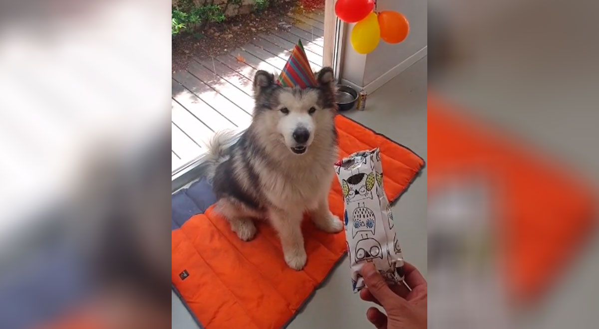TikTok viral: Pareja le canta ‘feliz cumpleaños’ a su perro y él los ...