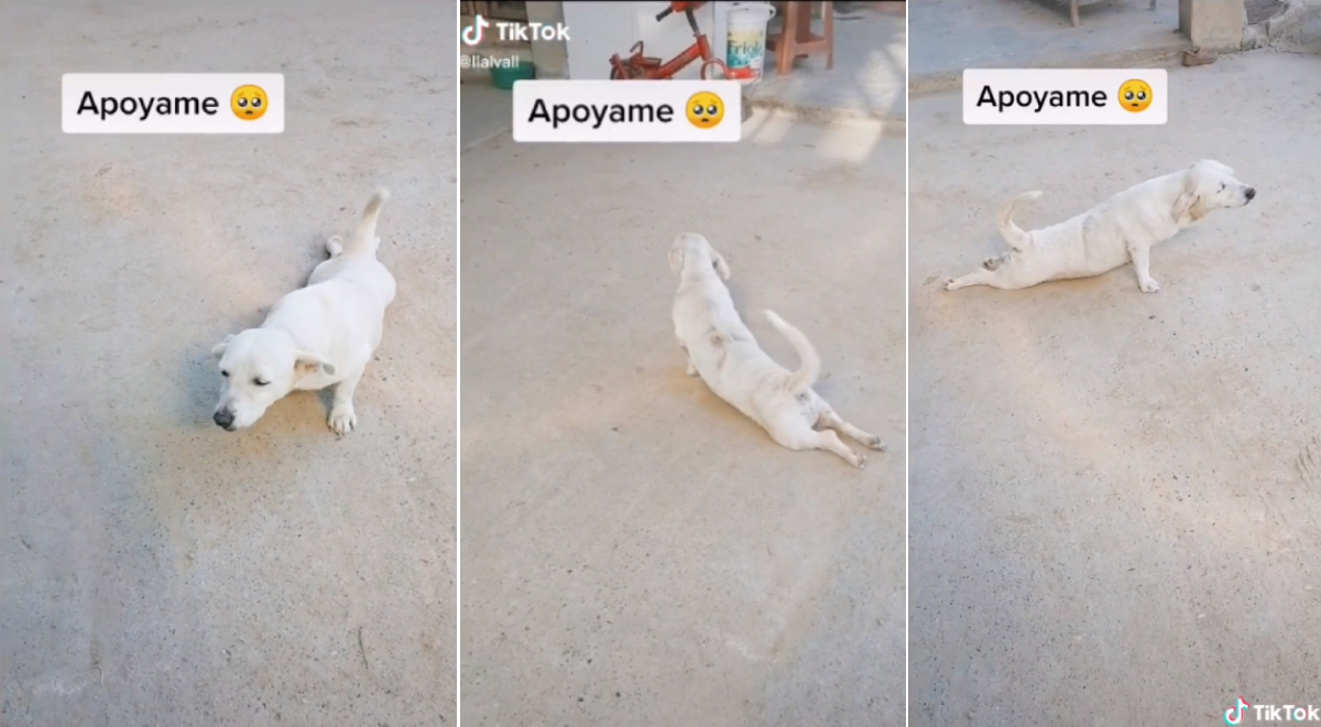 TikTok Viral: Perrita finge que la atropelló un carro para que su dueño ...