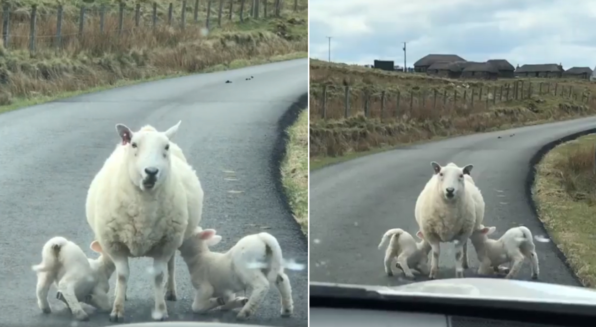 Facebook viral: Oveja interrumpe tránsito en carretera para amamantar a ...