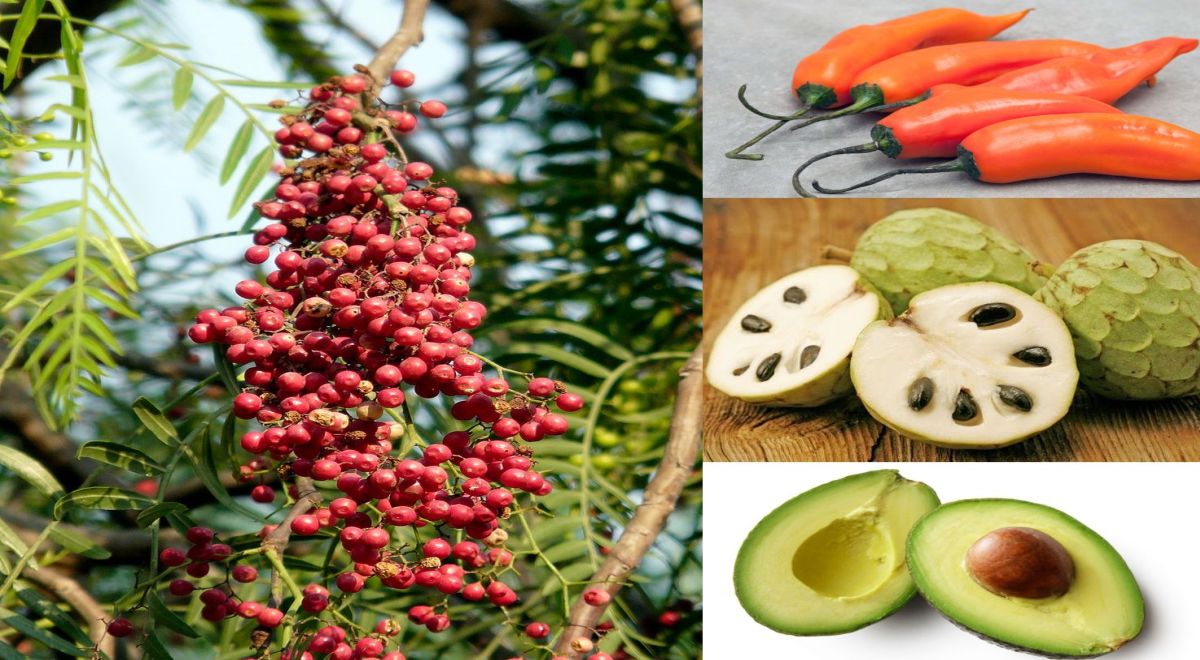 Conoce las 8 regiones naturales del Perú: Región Yunga | aprendo en ...